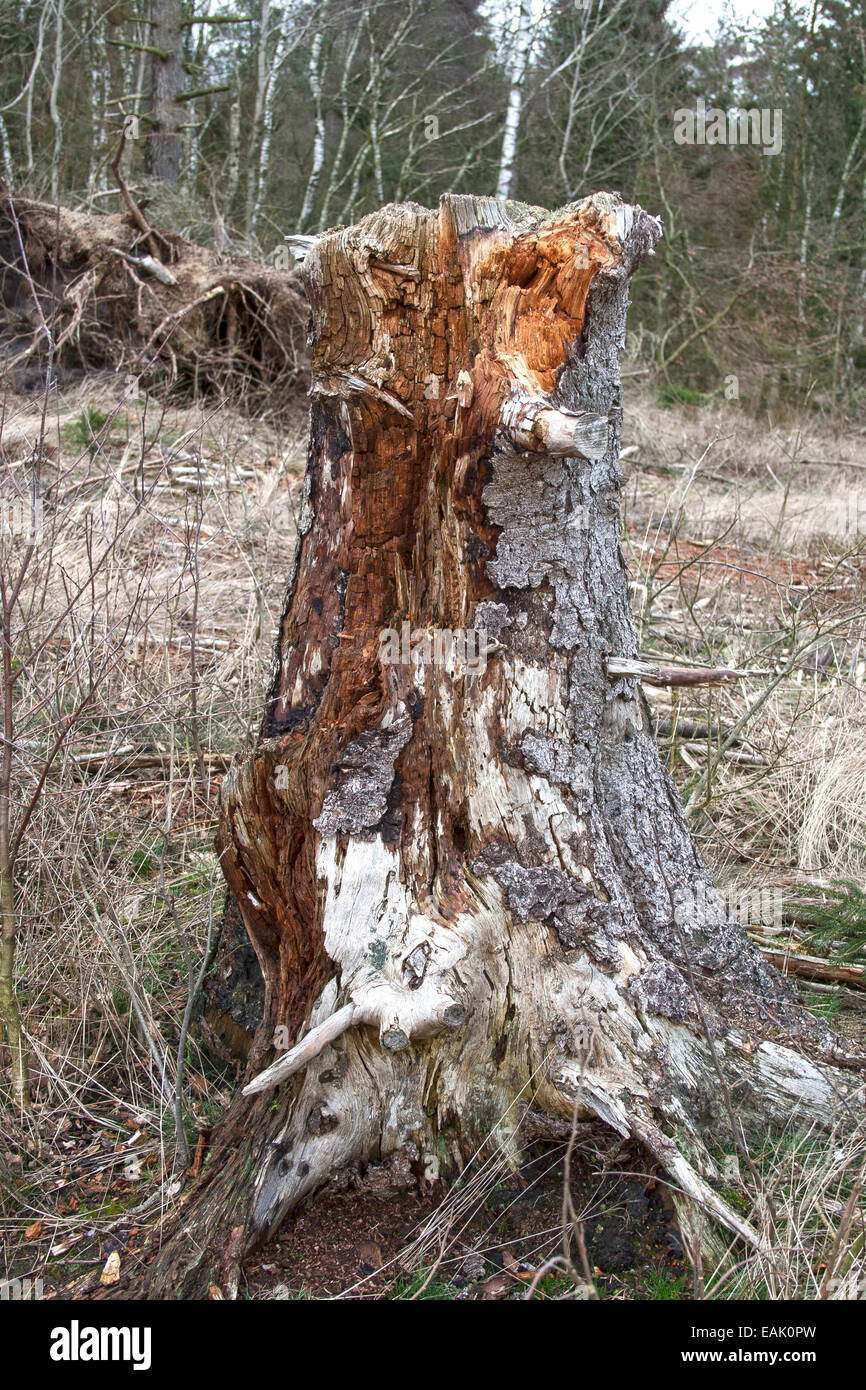 Image brown tree stump hi-res stock photography and images - Alamy