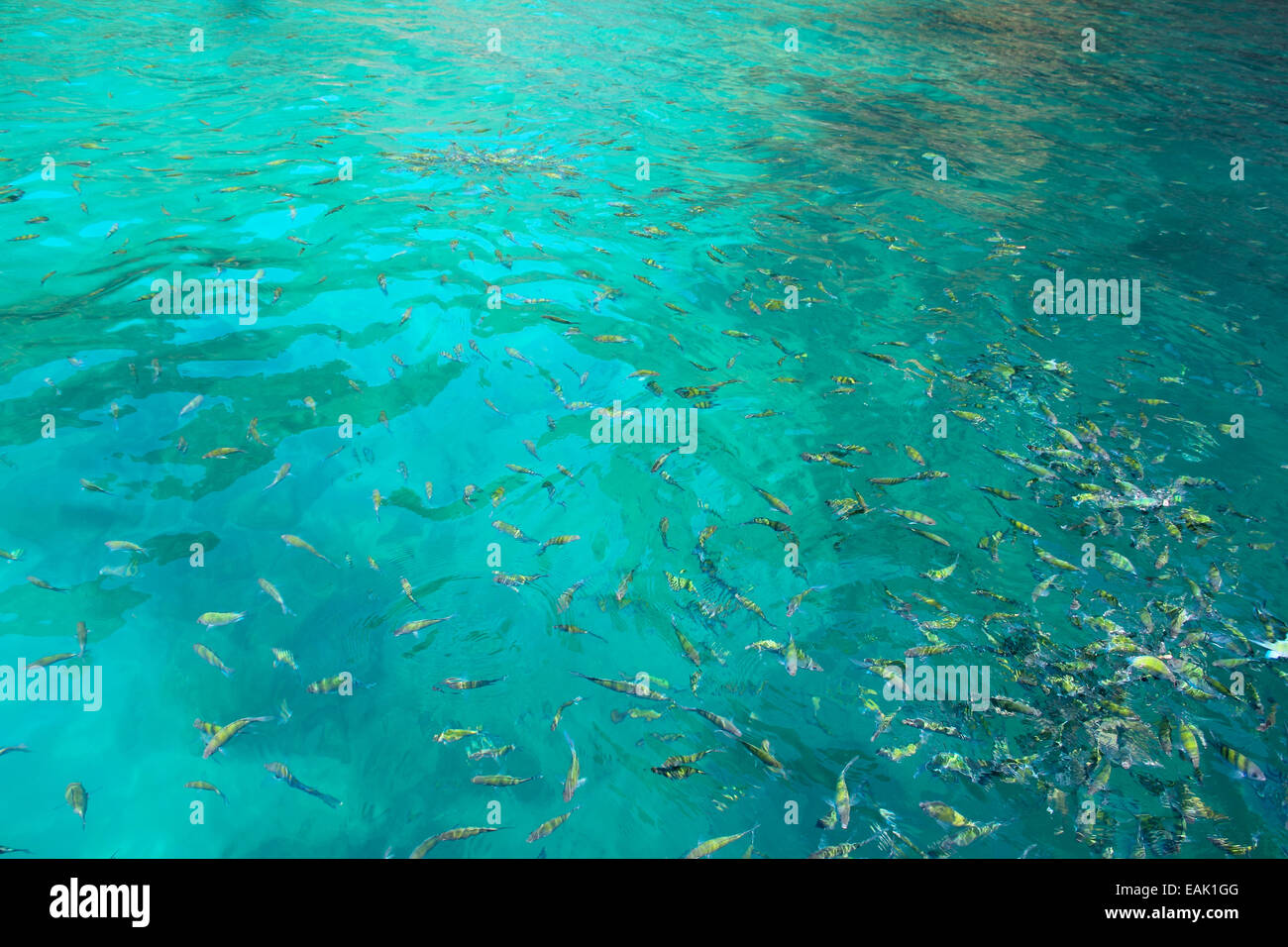Photo of a tropical Fish in transparent blue sea water close-up Stock ...