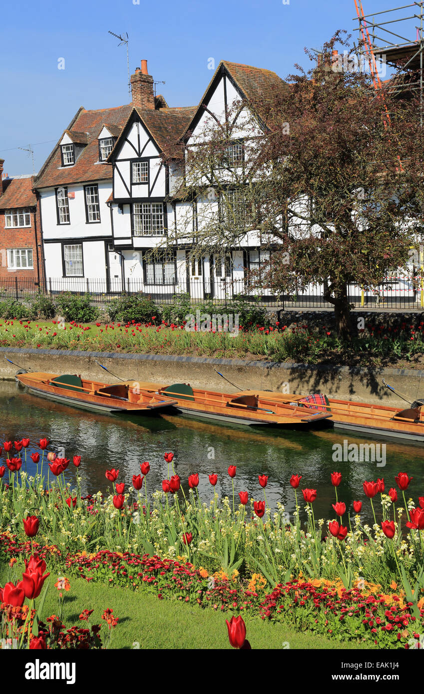 Riverside houses from Westgate Gardens River Walk along Great Stour ...