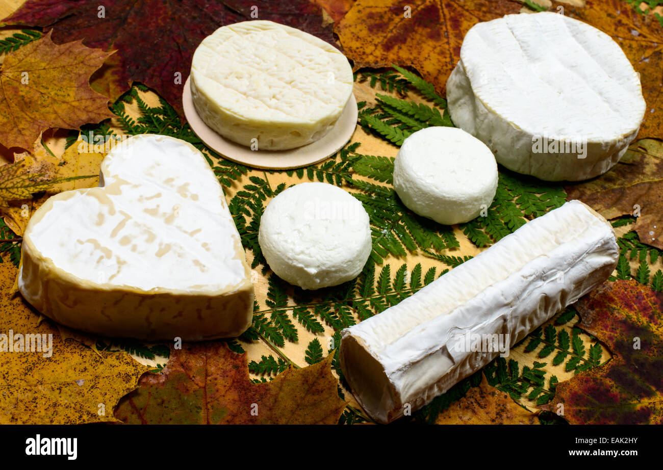 different French cheeses placed on à wooden table with autumn leaves ...