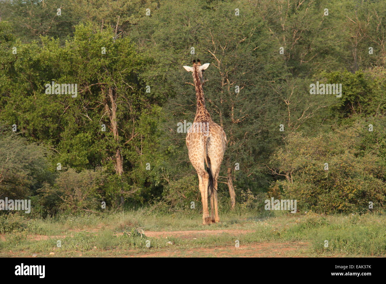 Back of Giraffe Stock Photo - Alamy