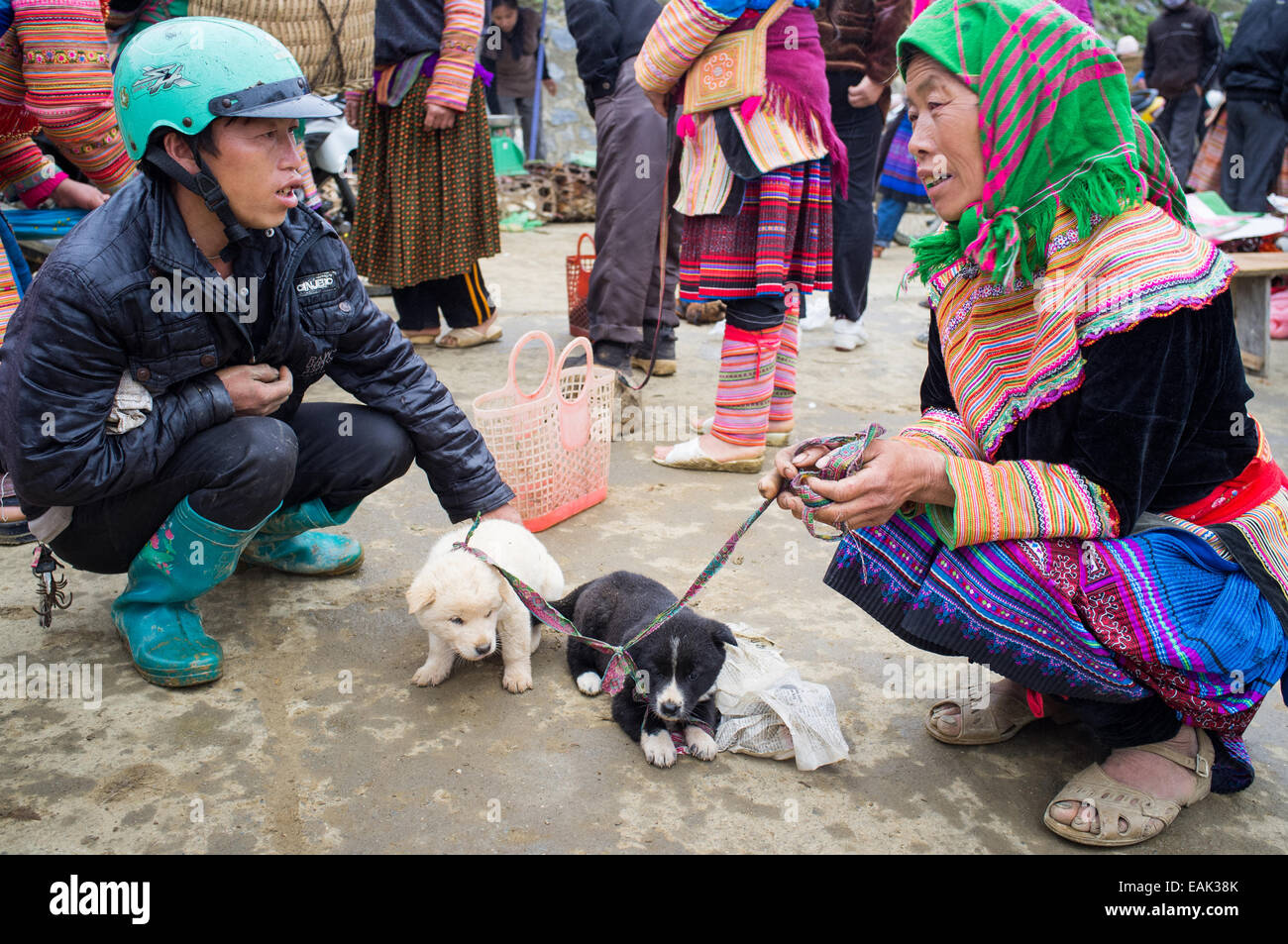 Vietnam bac ha dog in hi-res stock photography and images - Alamy