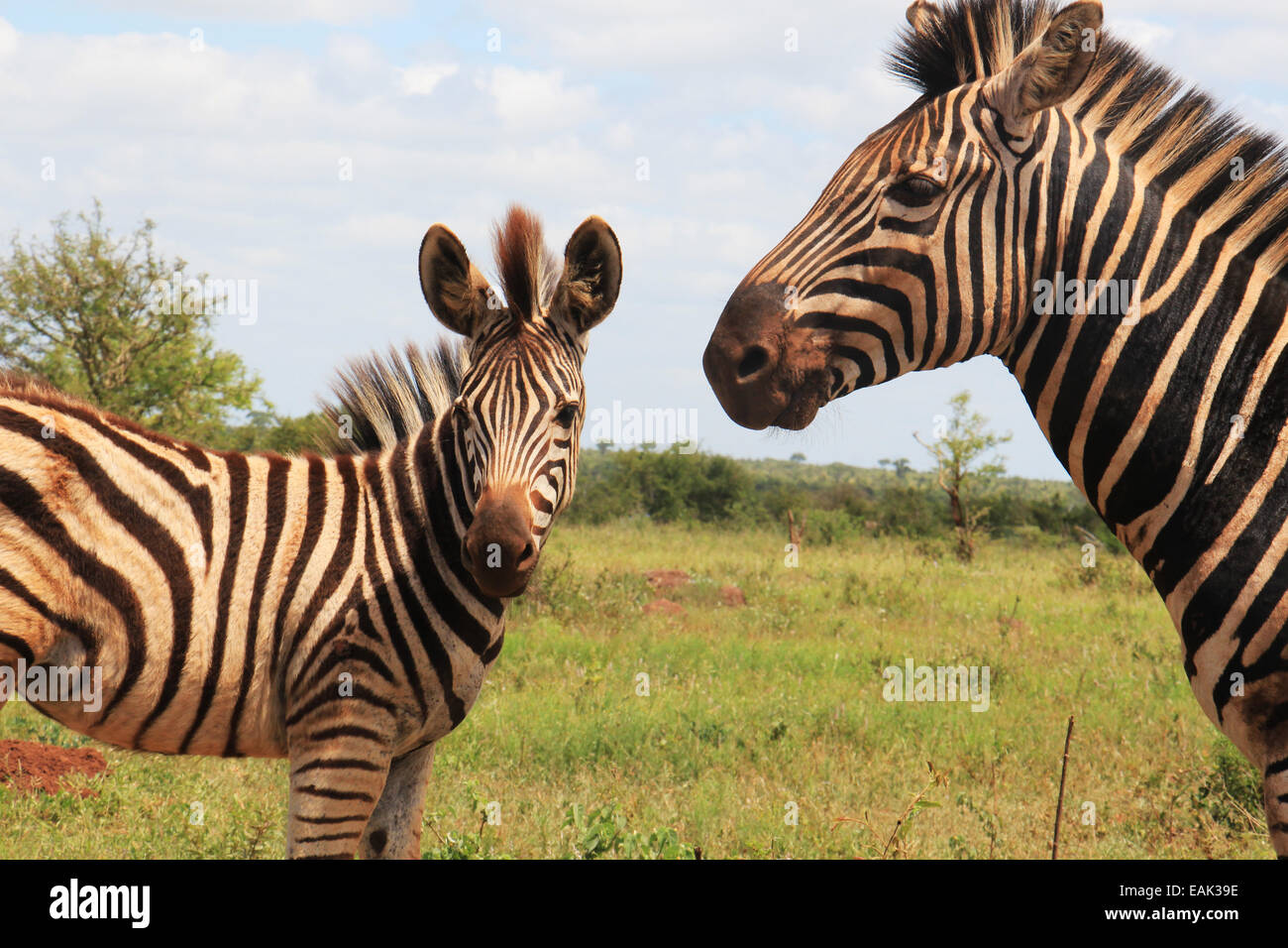 Zebra and her son Stock Photo - Alamy