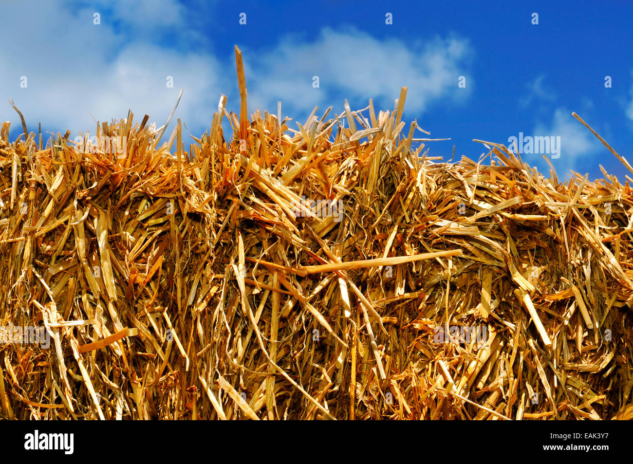 Square bale harvest hi-res stock photography and images - Alamy