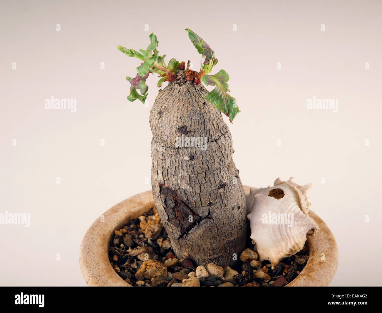 Caudiciforms hi-res stock photography and images - Alamy