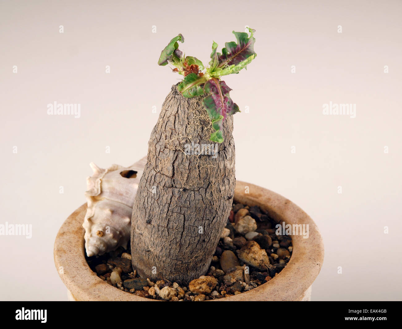 Caudiciforms hi-res stock photography and images - Alamy