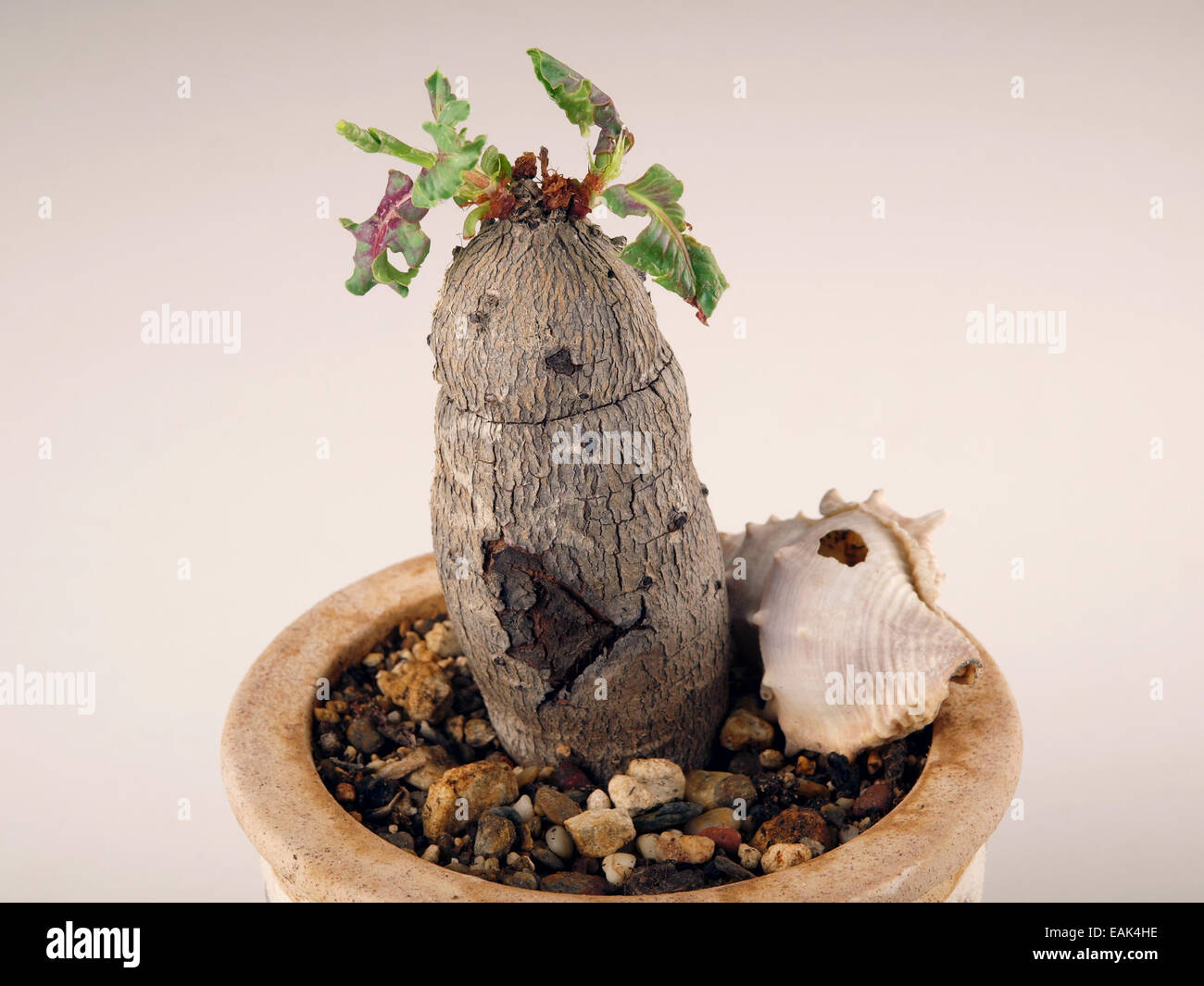 Potted caudiciform plant Stock Photo - Alamy