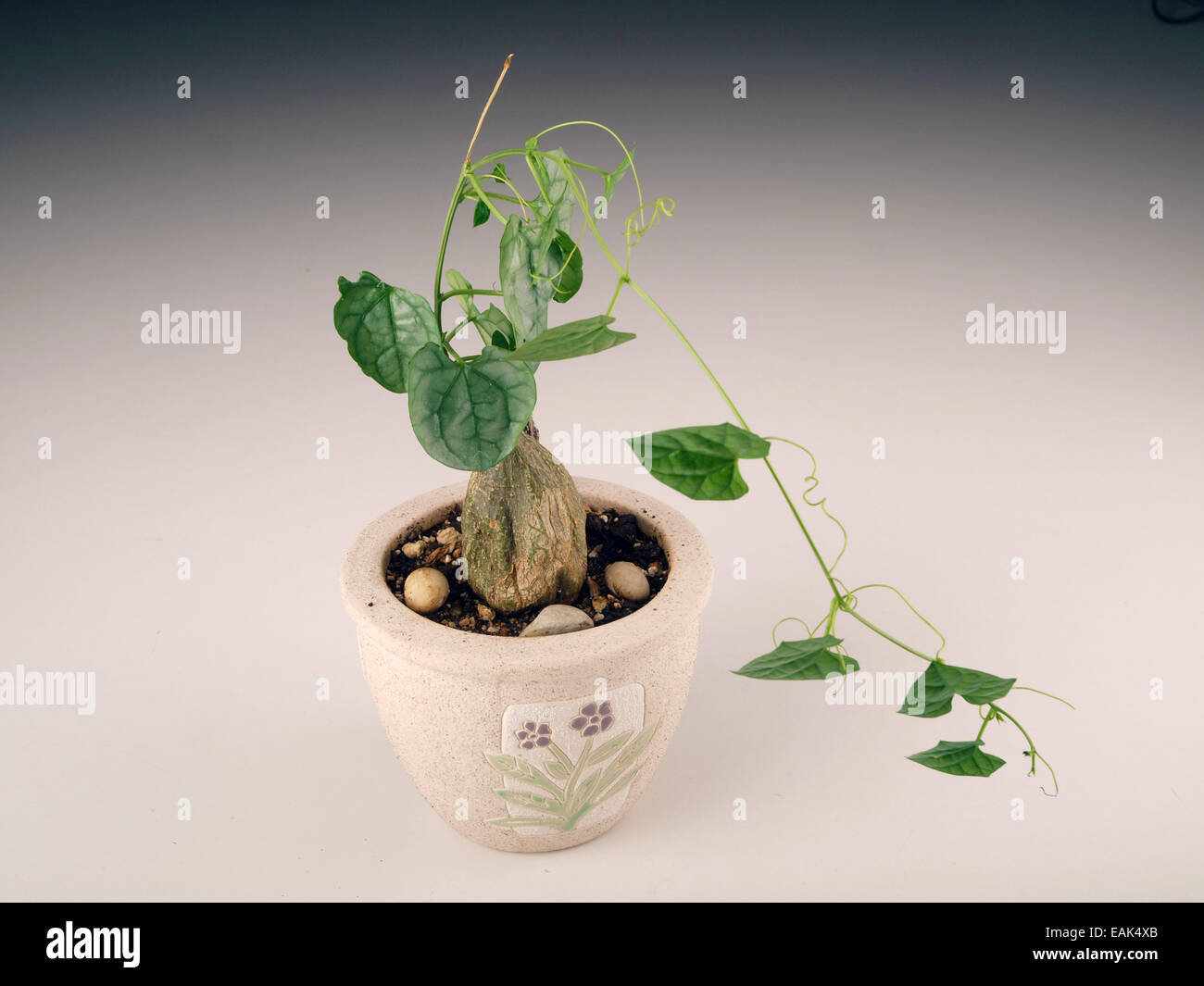 Potted caudiciform plant Stock Photo - Alamy