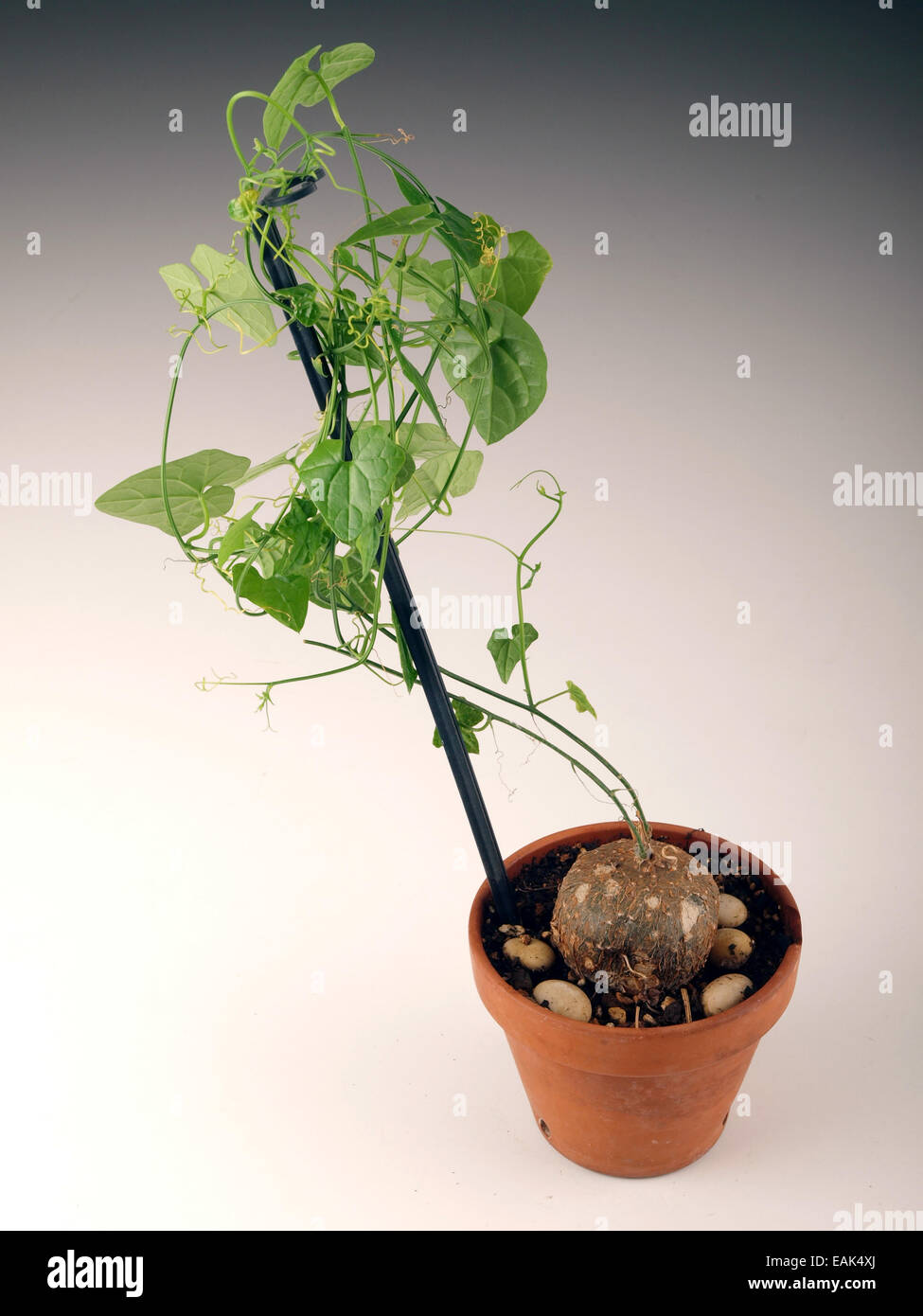 Potted caudiciform plant Stock Photo - Alamy