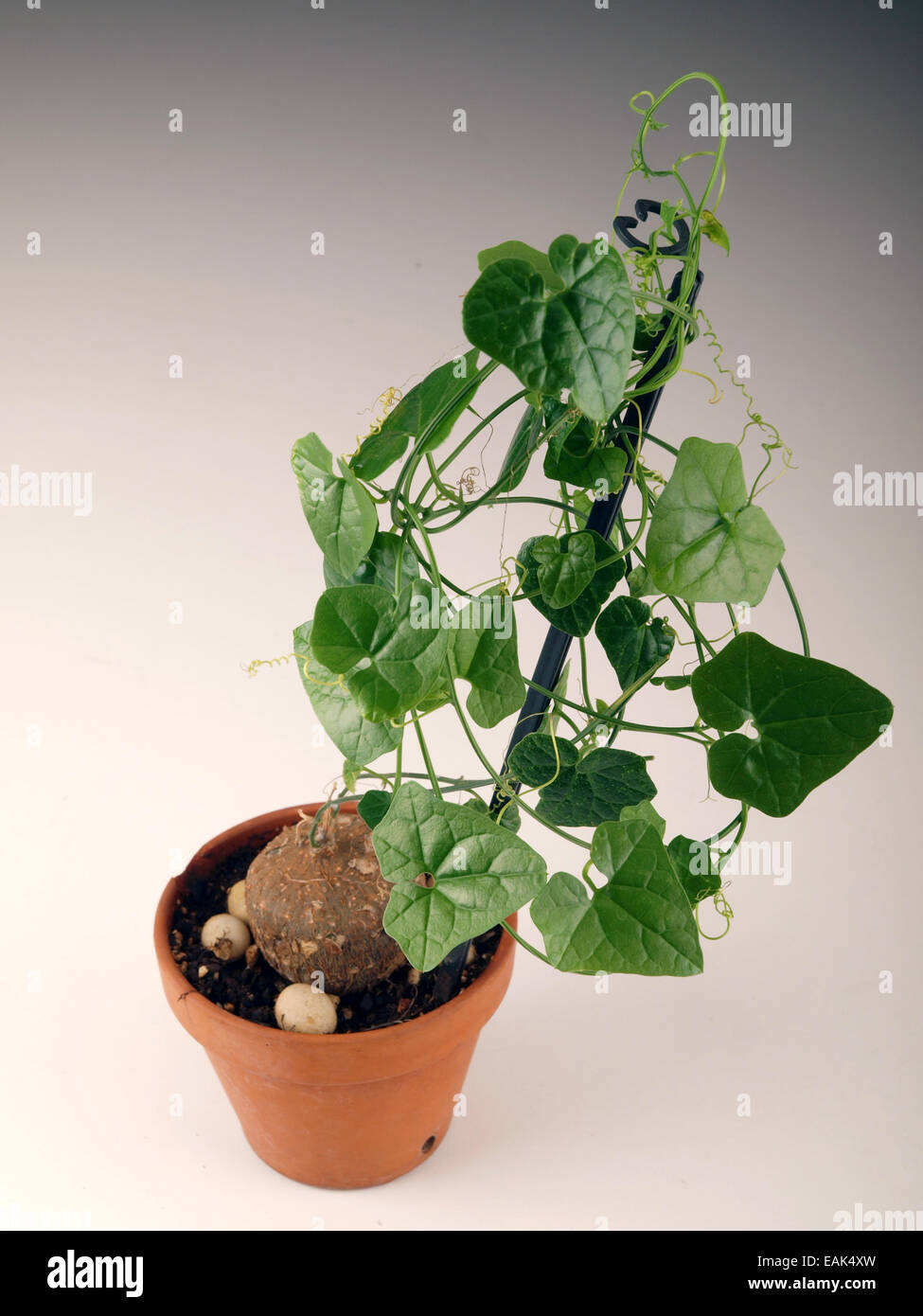Potted caudiciform plant Stock Photo - Alamy