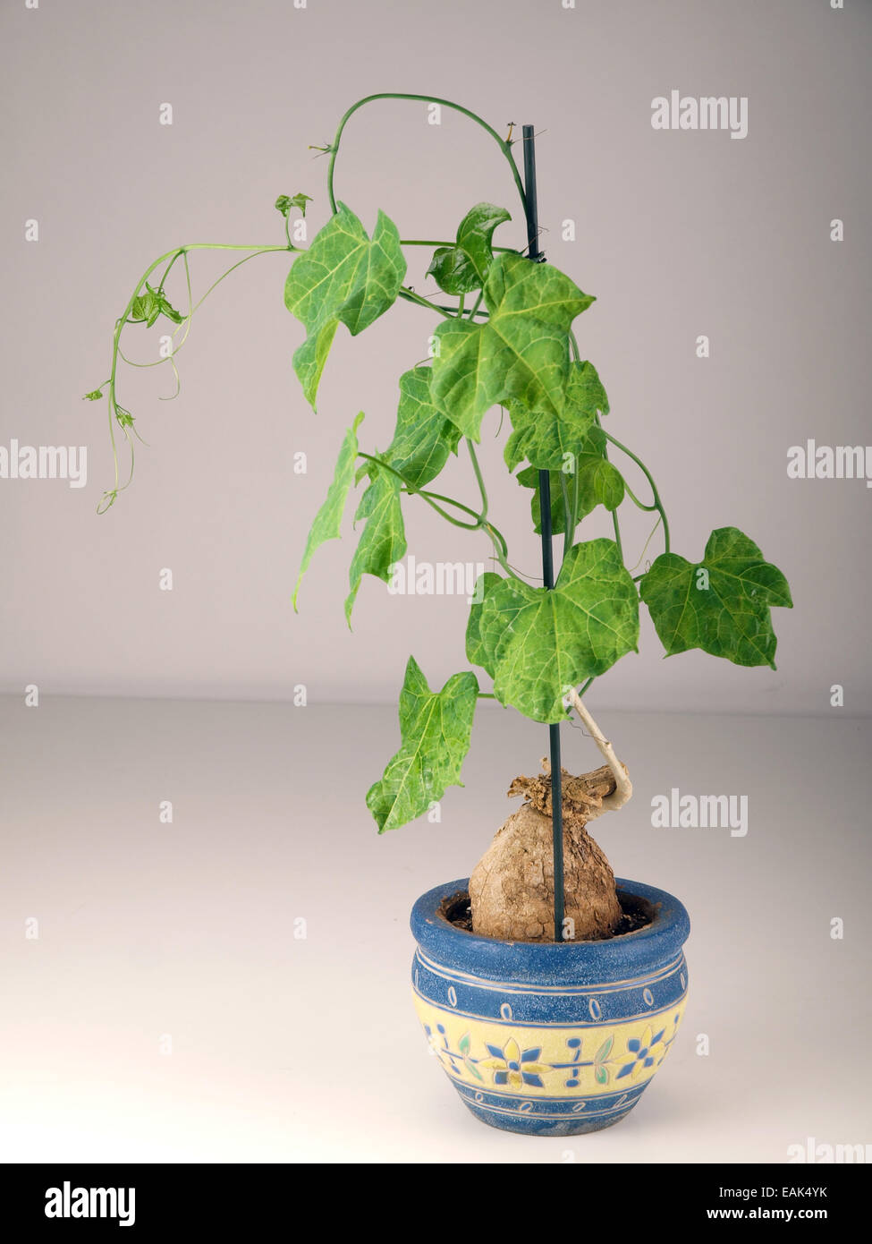 Caudiciforms hi-res stock photography and images - Alamy