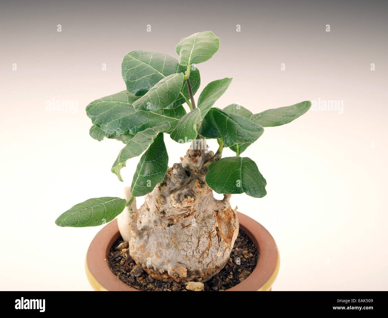 Caudiciform Plant High Resolution Stock Photography and Images - Alamy