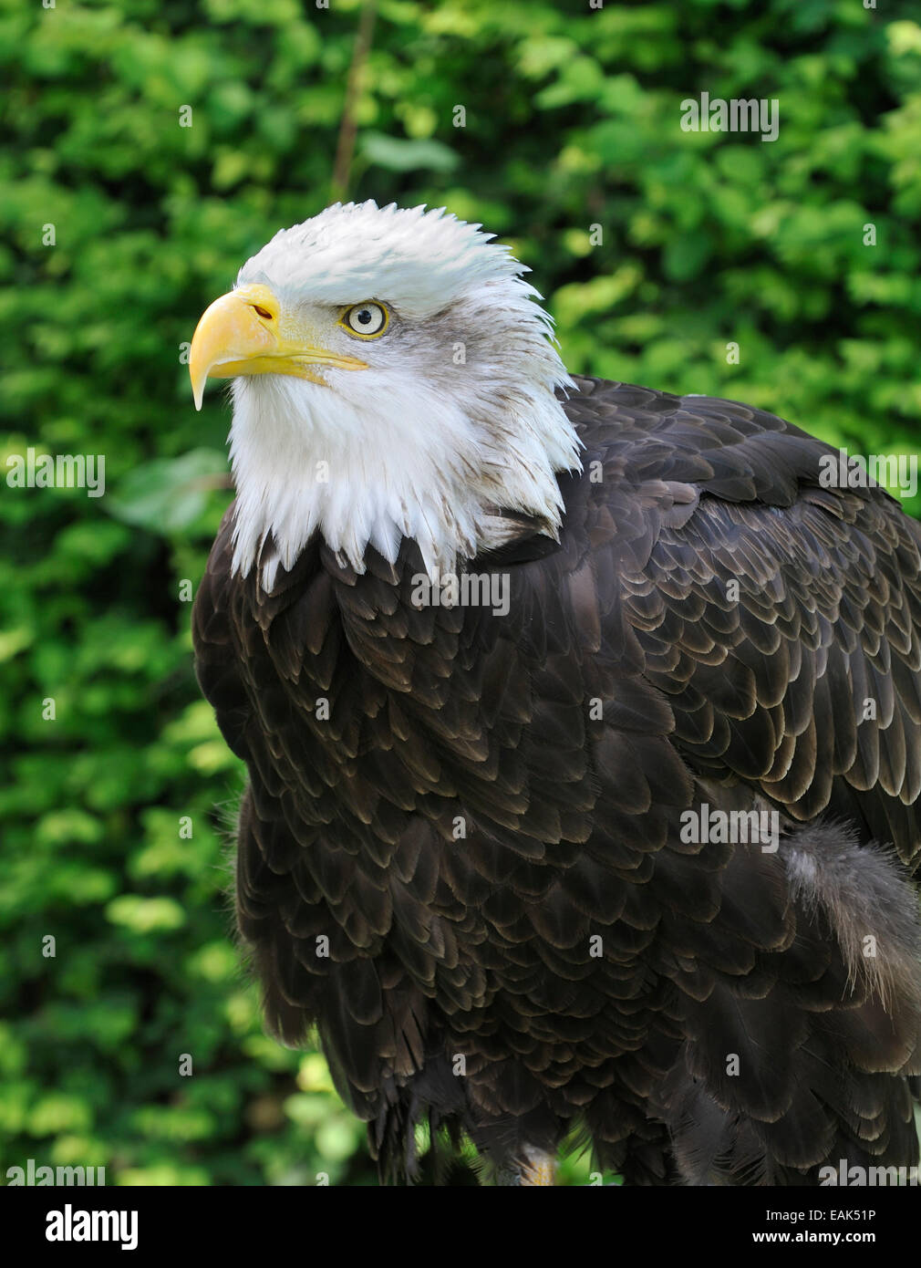 Northern or Alaskan Bald Eagle - Haliaeetus leucocephalus ...