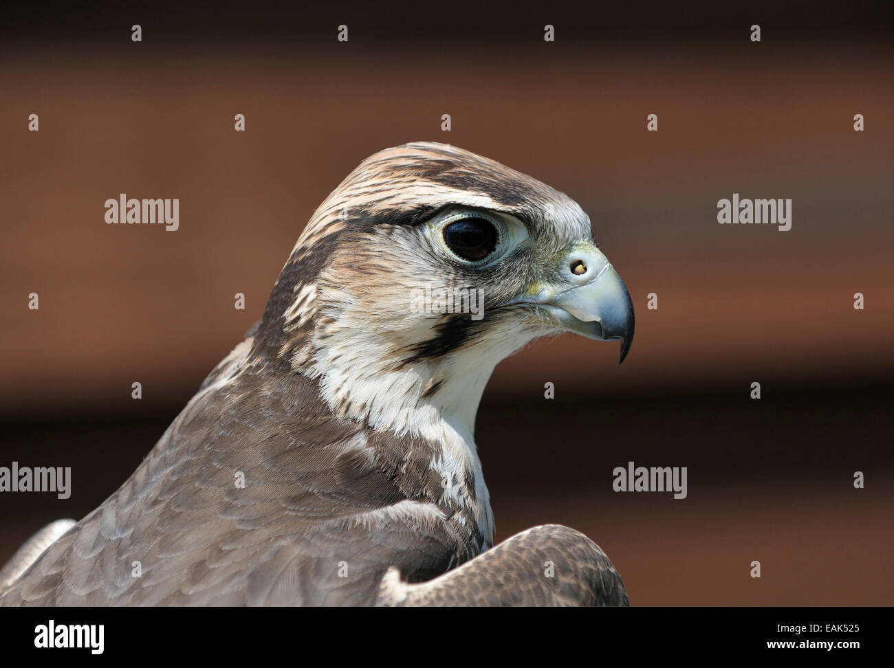 Lanner Falcon - Falco biarmicus Closeup of head Stock Photo - Alamy