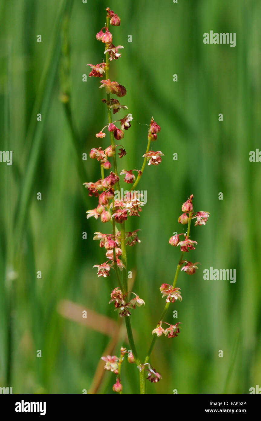 Sheep's Sorrel - Rumex acetosella Small Dock Species Stock Photo - Alamy