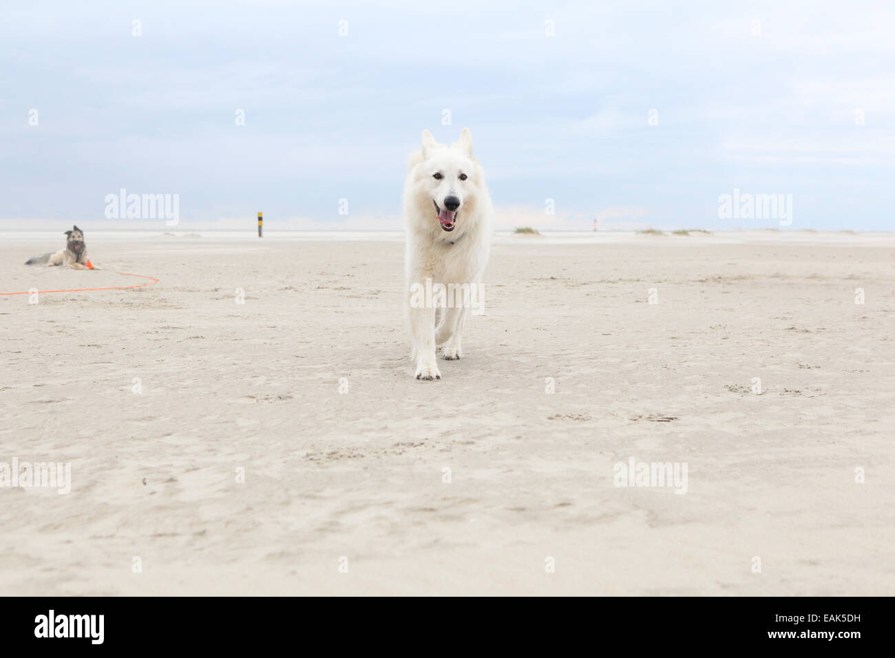 Giant White German Shepherd