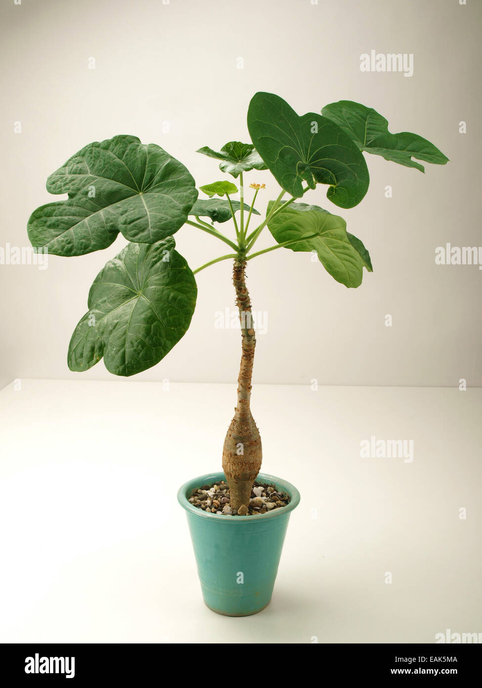 Potted caudiciform plant Stock Photo - Alamy