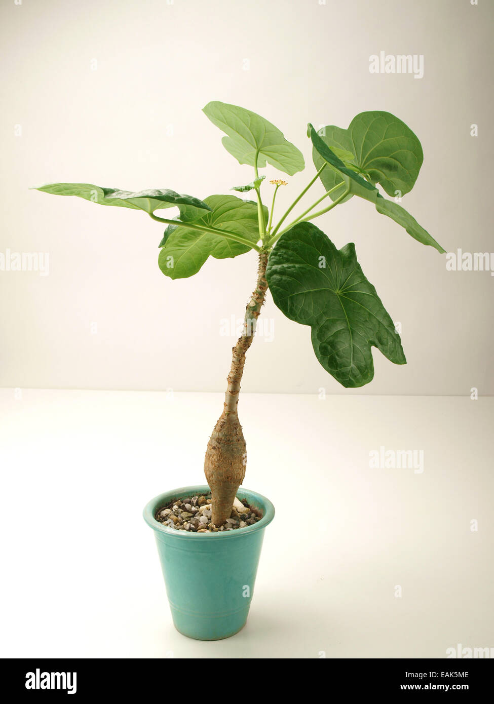 Caudiciforms hi-res stock photography and images - Alamy