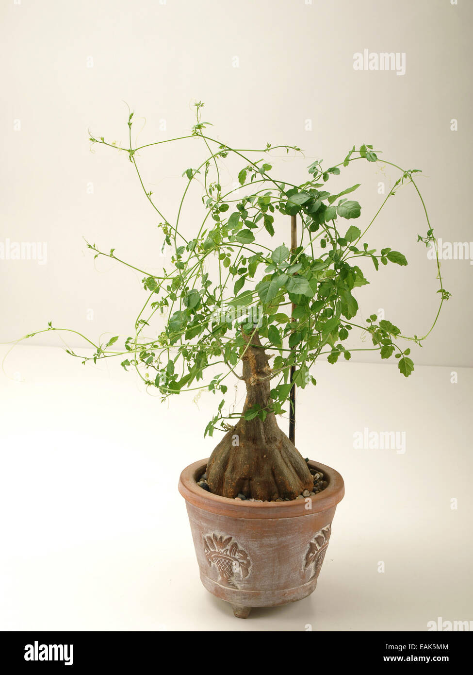 Potted caudiciform plant Stock Photo - Alamy