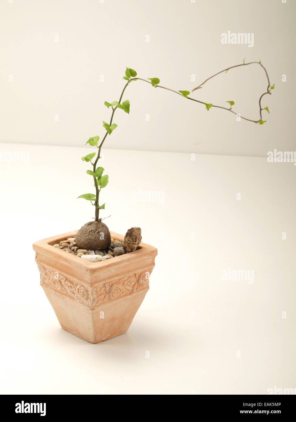 Caudex plants hi-res stock photography and images - Alamy