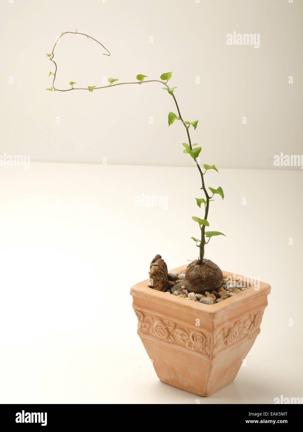 Caudiciforms hi-res stock photography and images - Alamy