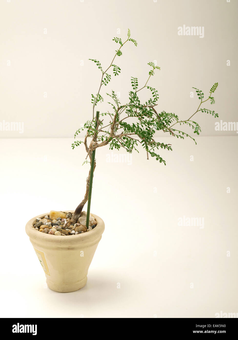 Caudiciforms hi-res stock photography and images - Alamy