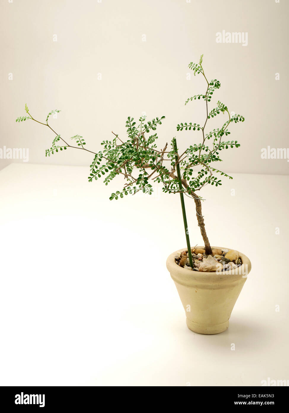 Caudex plants hi-res stock photography and images - Alamy