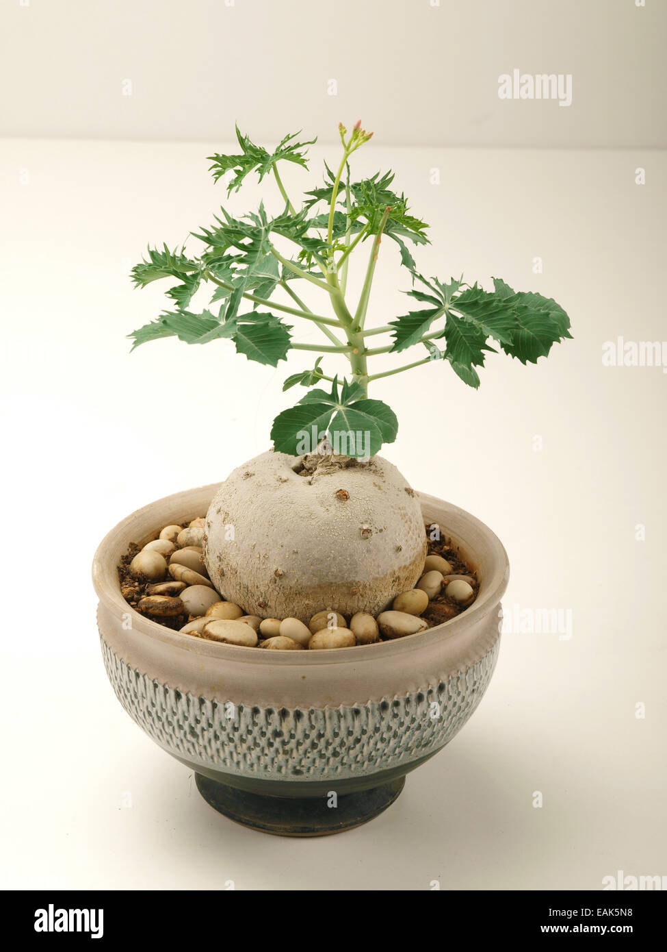 Caudiciforms hi-res stock photography and images - Alamy