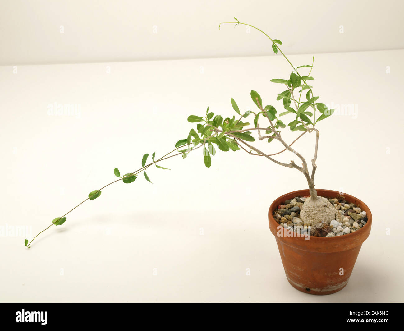 Potted caudiciform plant Stock Photo - Alamy