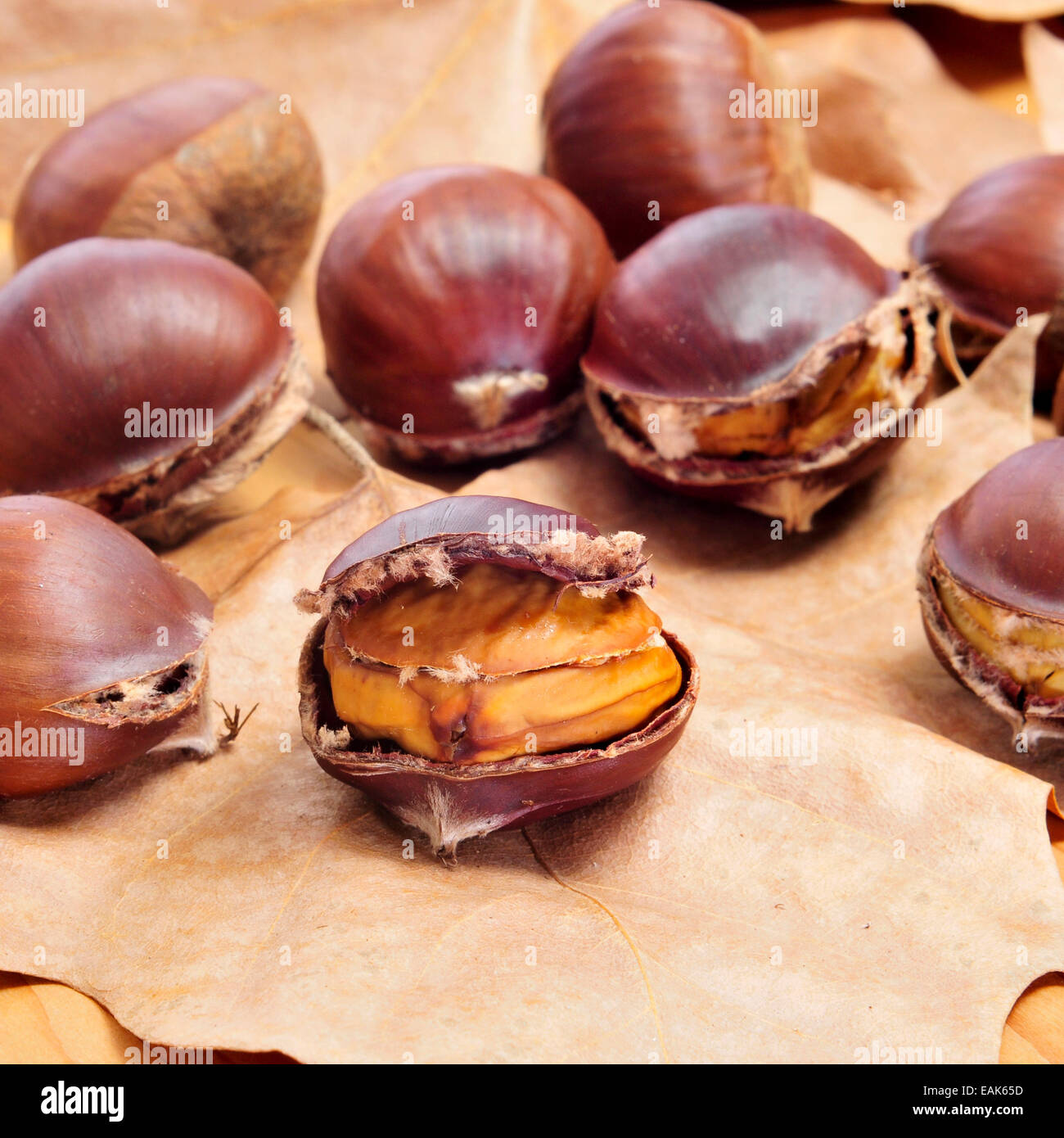 some roasted chestnuts, typical snack in All Saints Day in Catalonia ...