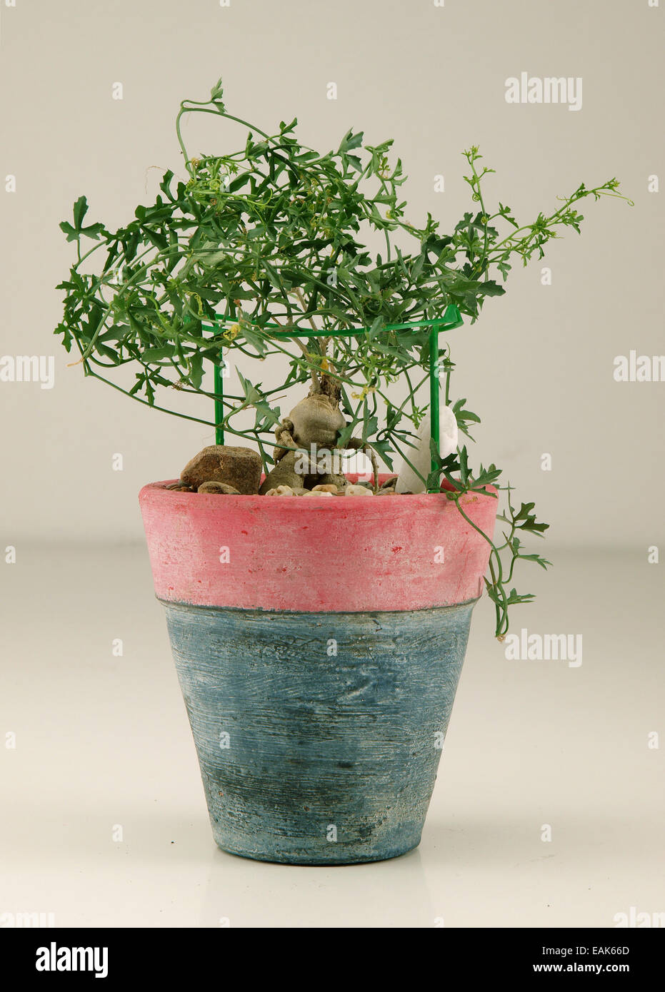 Caudiciform plant hi-res stock photography and images - Alamy