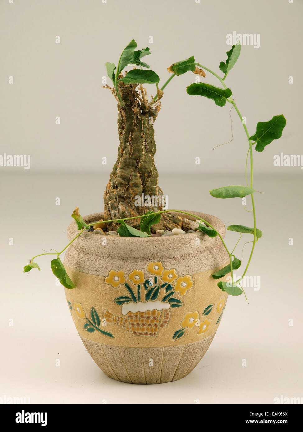 Potted caudiciform plant Stock Photo - Alamy