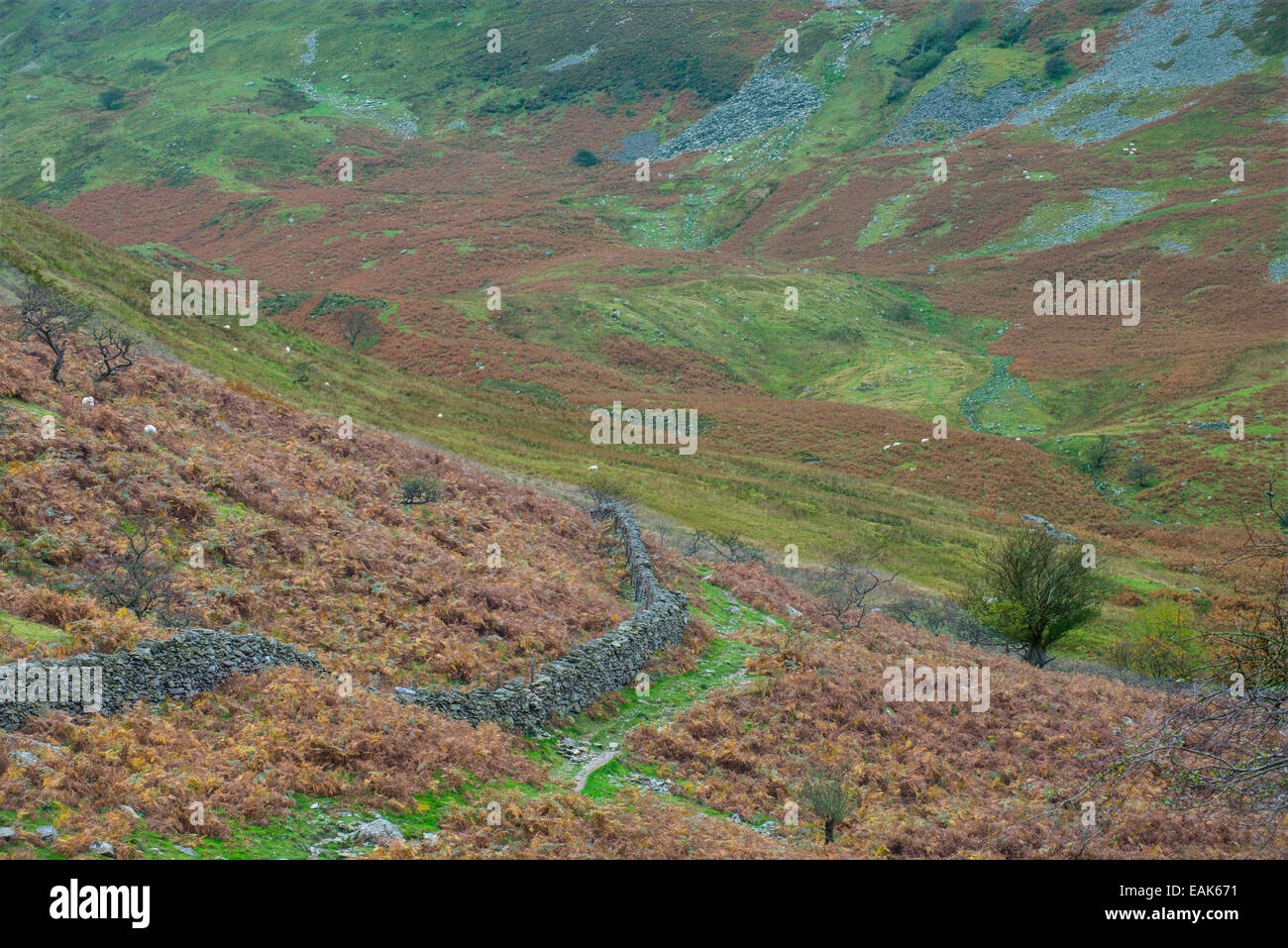 Moorland in autumn. north Wales Stock Photo - Alamy