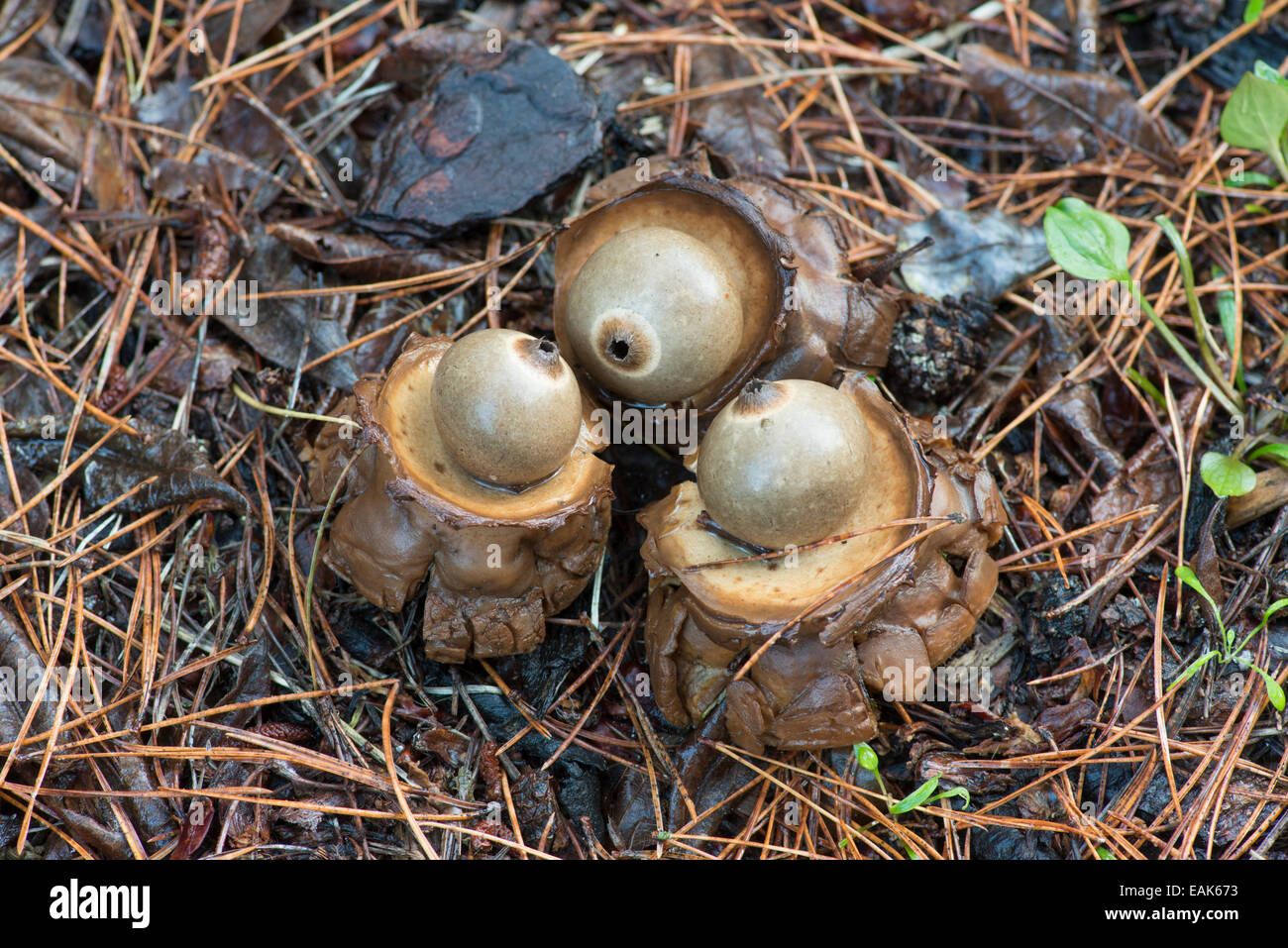 Collared Earthstar fungus: Geastrum triplex. Surrey, England Stock ...