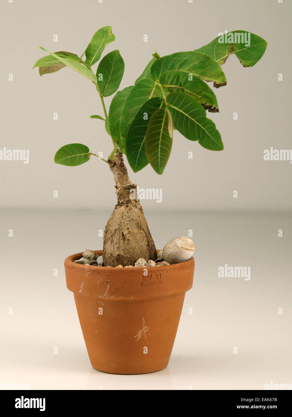 Caudiciform plant hi-res stock photography and images - Alamy