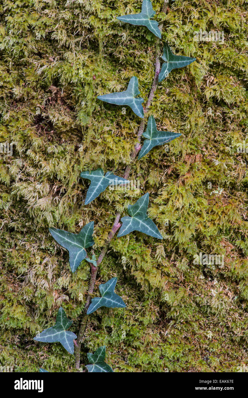 Ivy: Hedera helix, growing on mossy tree trunk Stock Photo - Alamy