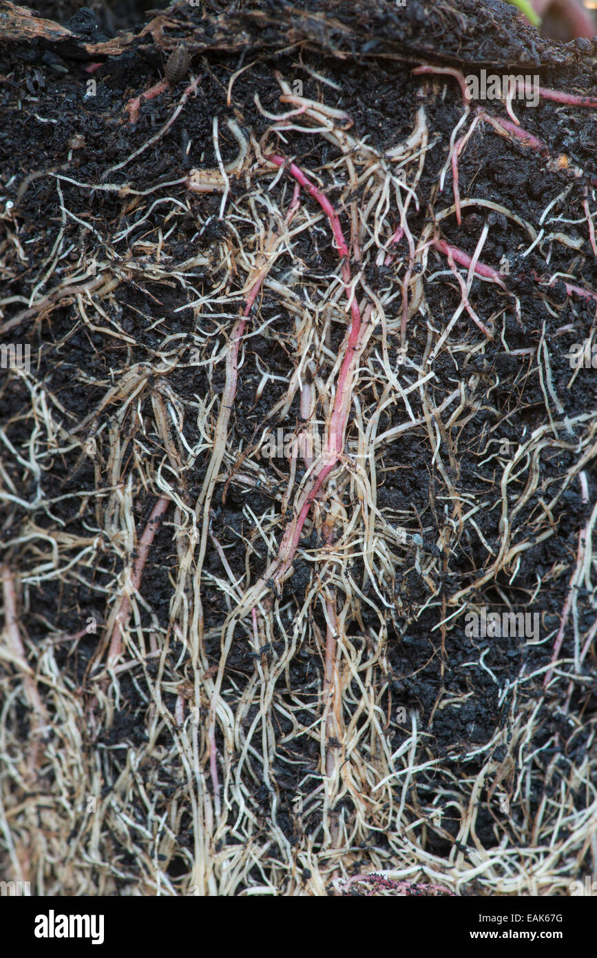 Root plant hi-res stock photography and images - Alamy