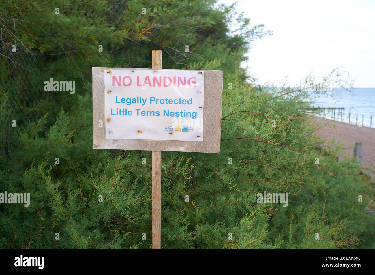 No landingLegally protected Little Turns nesting sign Stock Photo - Alamy