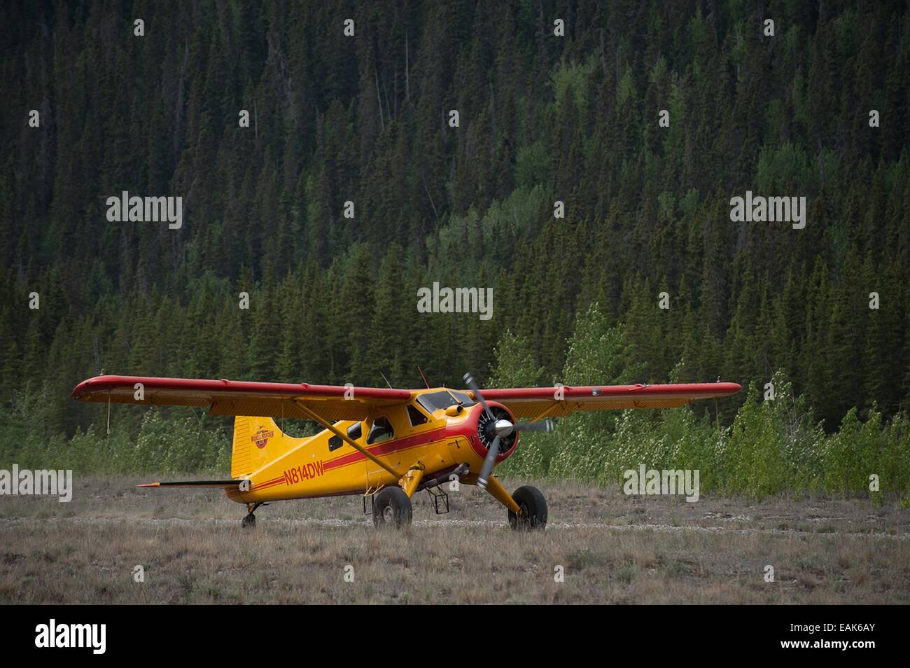 A DeHavilland Beaver bush plane lands on a backcountry airstrip in the ...