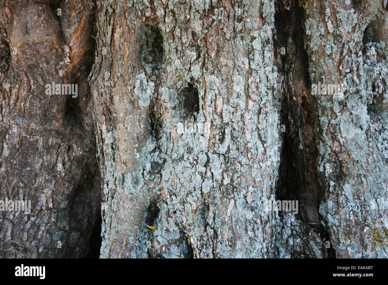 Tree bark texture hi-res stock photography and images - Alamy