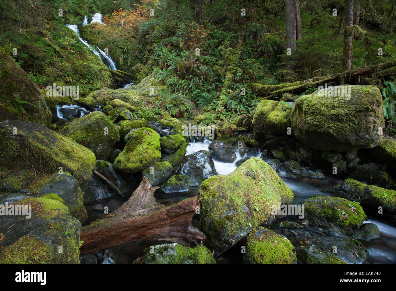 Bunch Creek Falls at the Quinault Lake, Aberdeen, Washington, United ...
