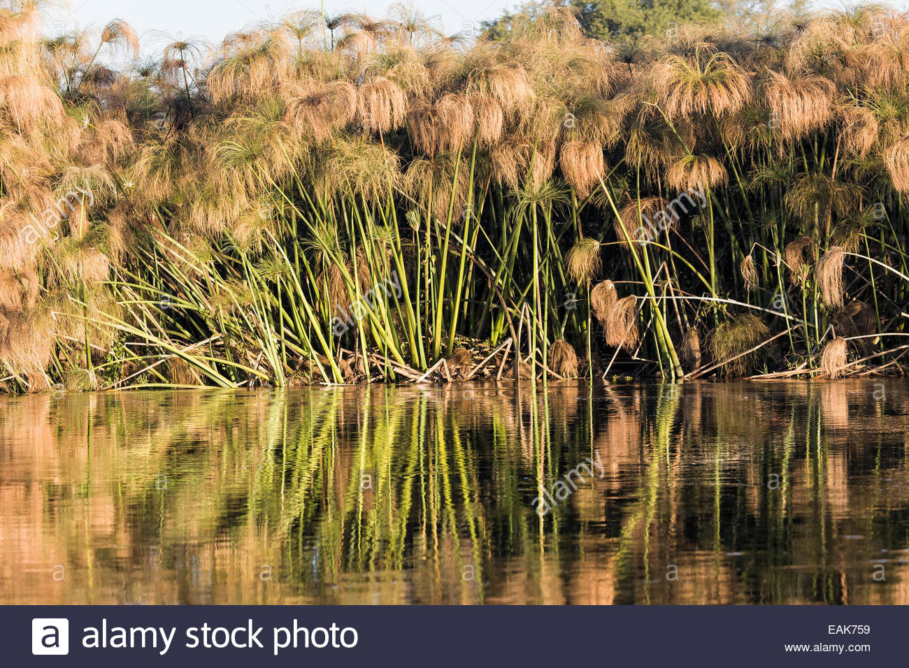 Okavango River Papyrus Stock Photos & Okavango River Papyrus Stock ...