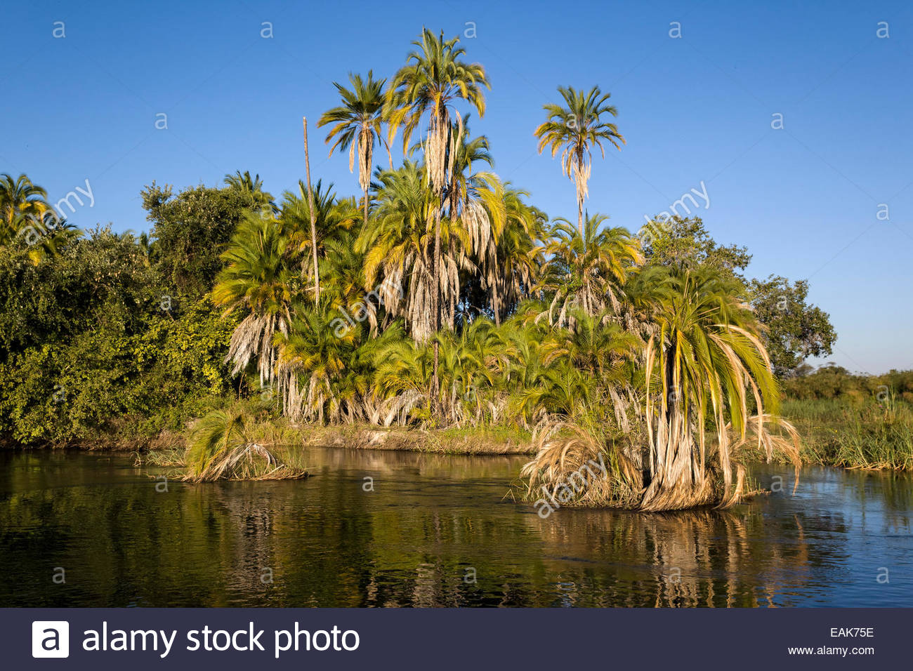 Should downtown Houston make itself into a sub-tropical city as some ...