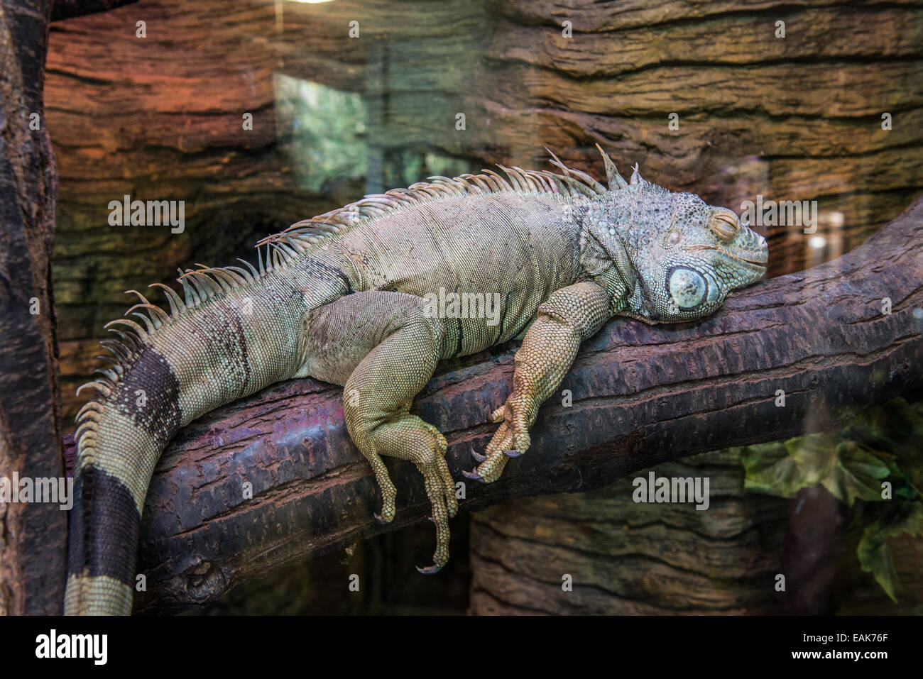 Iguana iguana lizard - green iguana or common iguana Stock Photo - Alamy