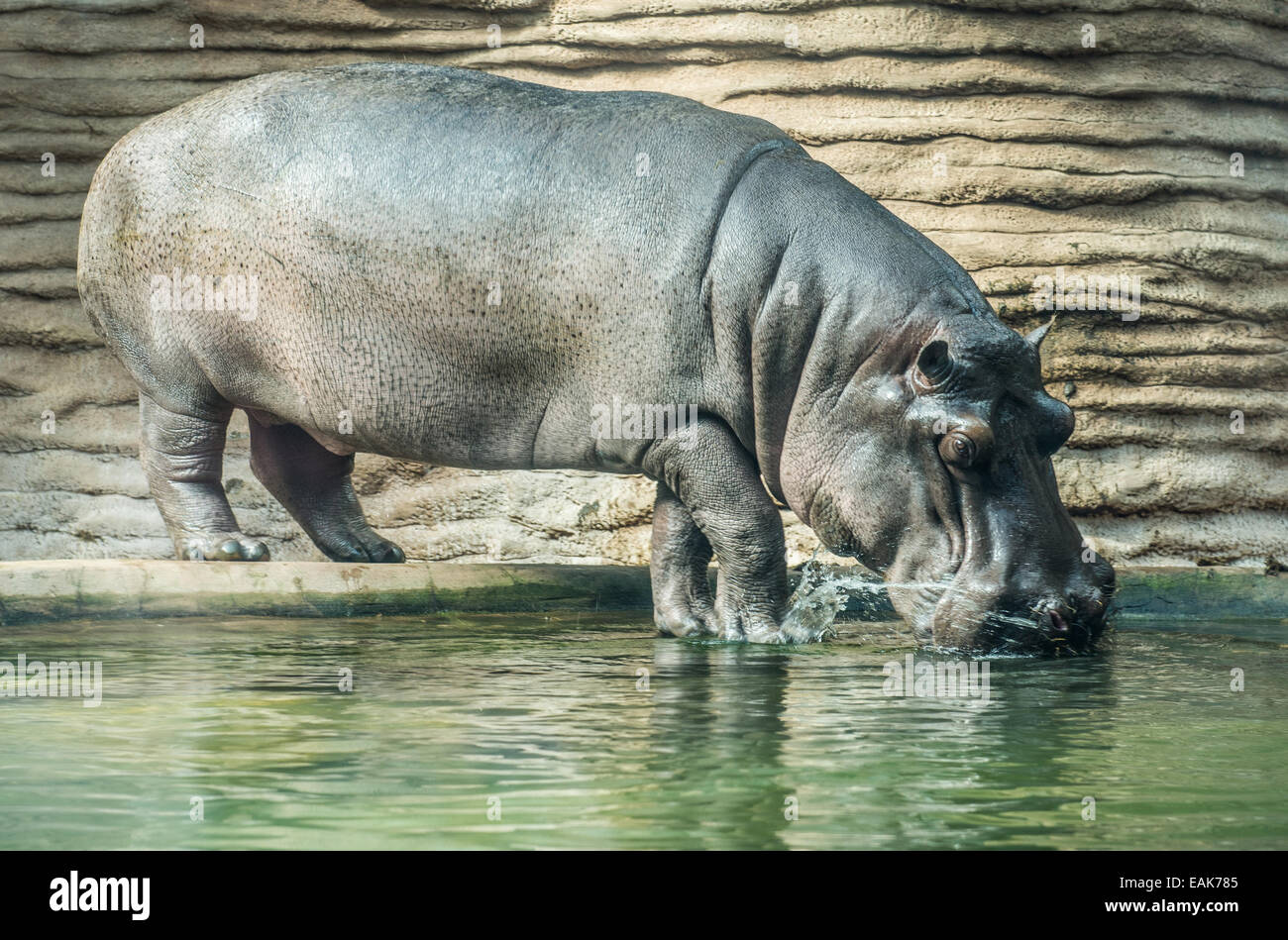 Hippopotamus - Hippopotamus amphibius Stock Photo - Alamy