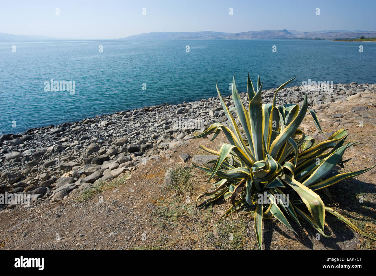 Cactus near the beach of Capernaum on the sea of Galilee Stock Photo ...