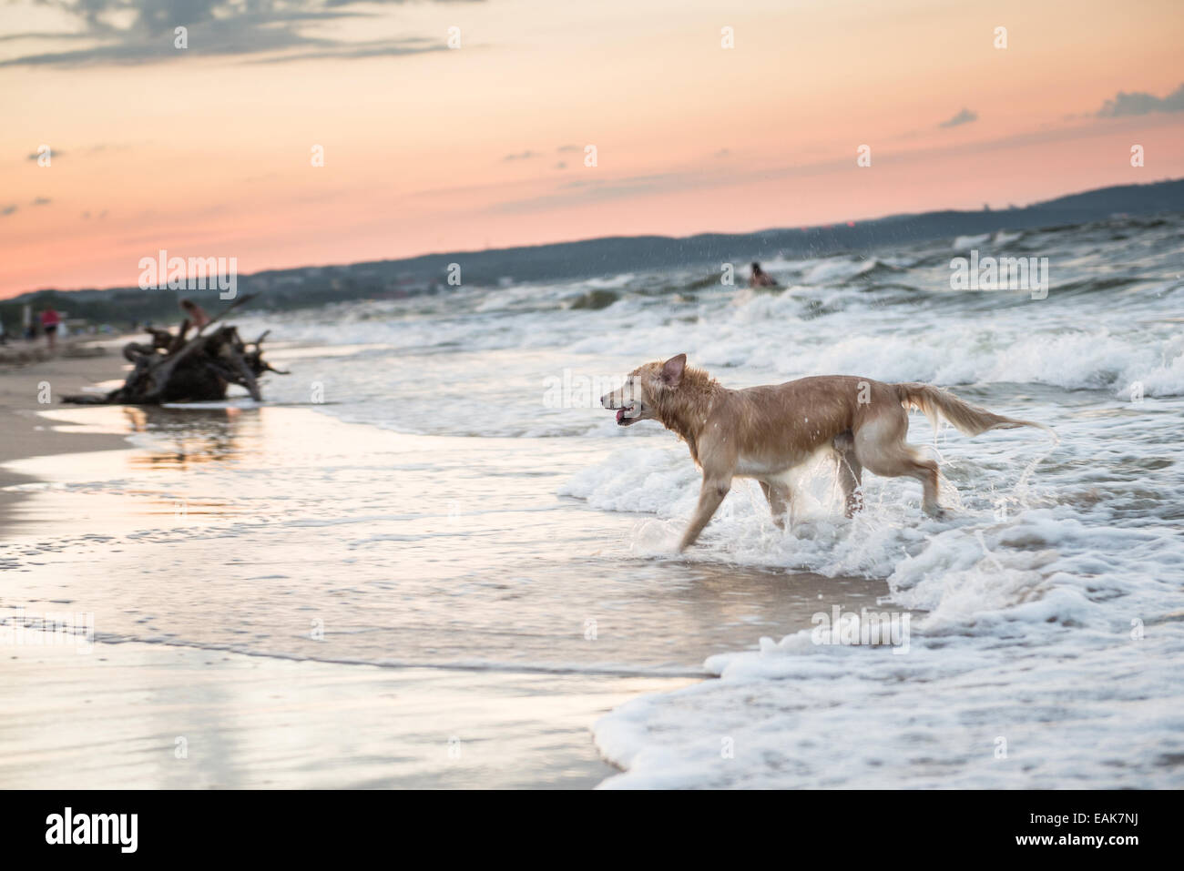 Dog on a Baltic Sea beach in Karlikowo District in Sopot, Poland Stock ...