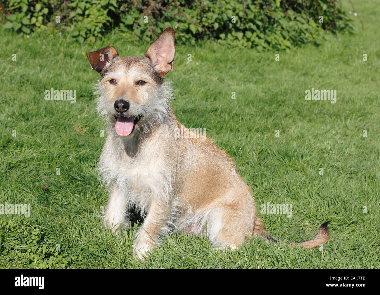 Podenco Terrier crossbreed sitting on grass Stock Photo - Alamy
