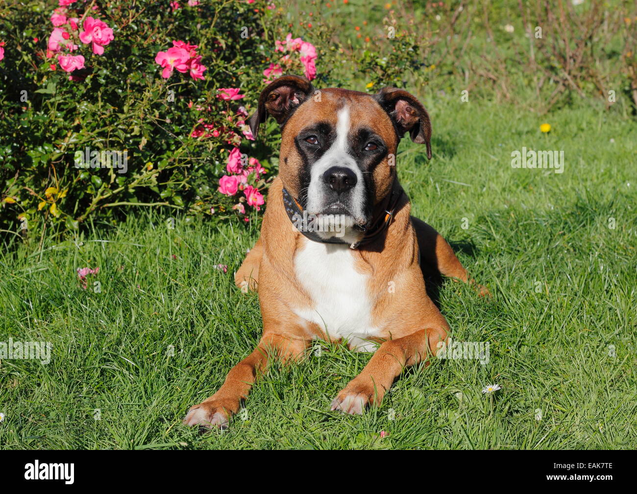 Cocker Spaniel Boxer Mix