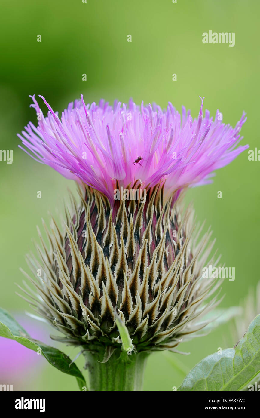 Pink Bachelor's Button (Centaurea pulcherrima), flower, North Rhine ...